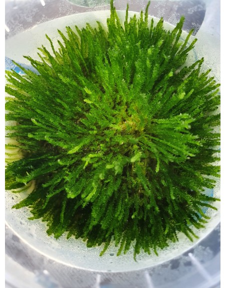 Musgo flame mooss, Taxiphyllum spicky pack 2 unidades