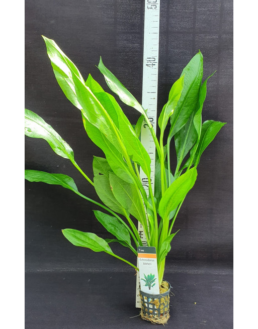 Echinodorus bleheri (espada amazónica)